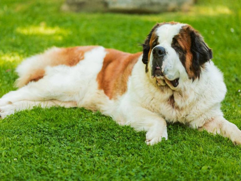 Psy obronne i psy stróżujące – najlepsze rasy do pilnowania i obrony ...