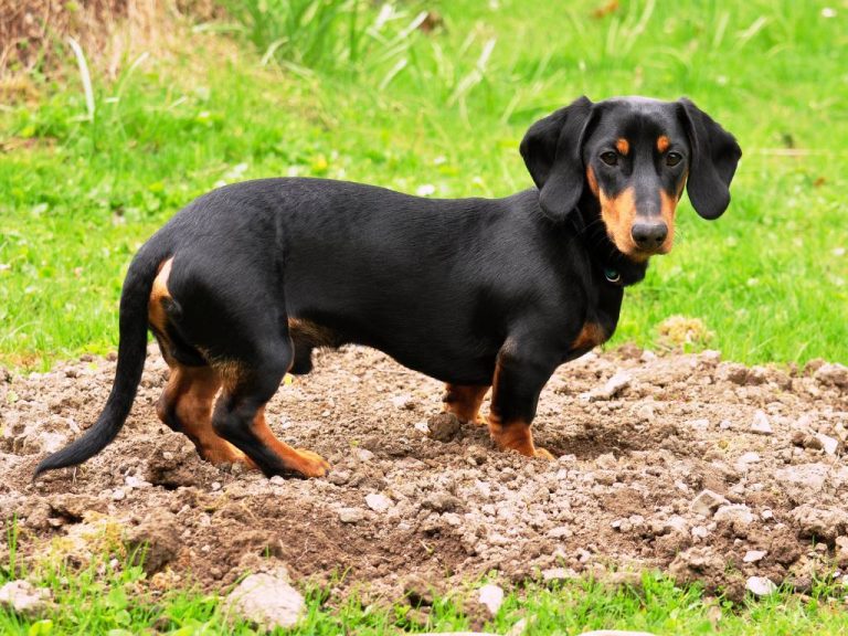 Psy obronne i psy stróżujące – najlepsze rasy do pilnowania i obrony ...