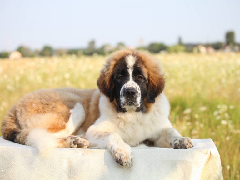 Psy obronne i psy stróżujące – najlepsze rasy do pilnowania i obrony ...