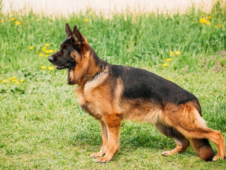 Psy obronne i psy stróżujące – najlepsze rasy do pilnowania i obrony ...